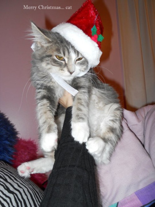 Merry Christmas to all the Chivers out there (22 Photos)