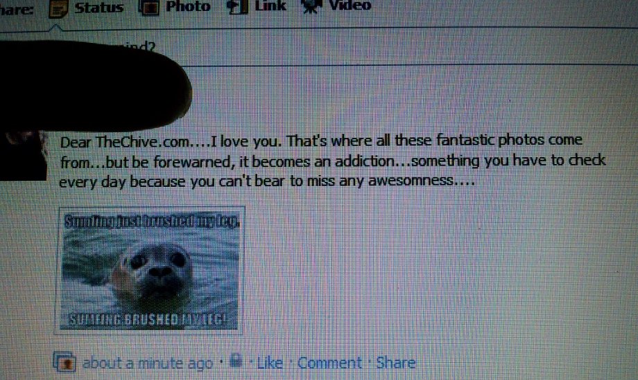 the chive phenomenon is spreading