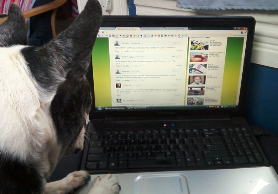 the chive phenomenon is spreading