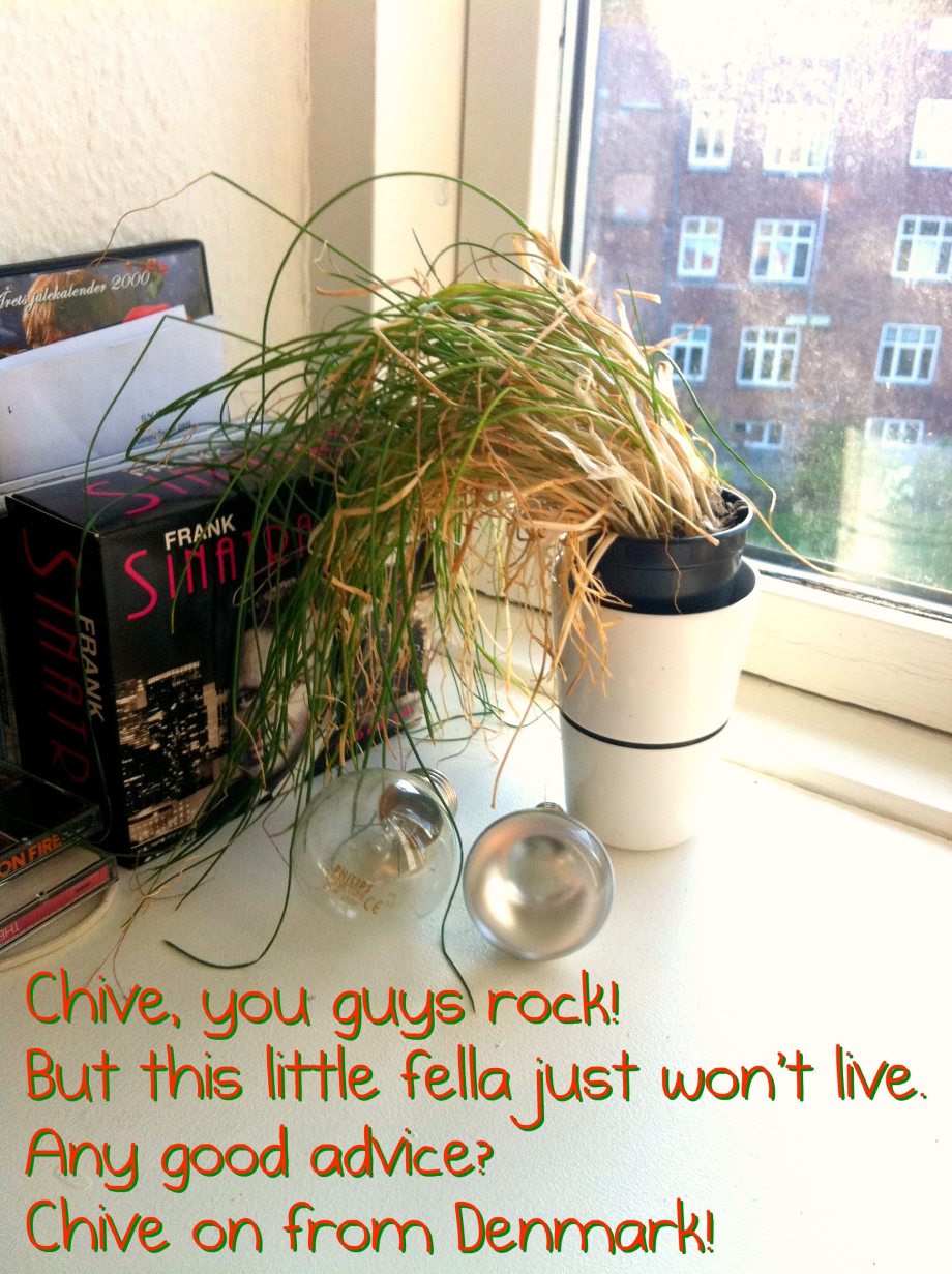 Chive Everywhere (47 Photos)