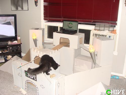 Cat Fort Contest : theCHIVE