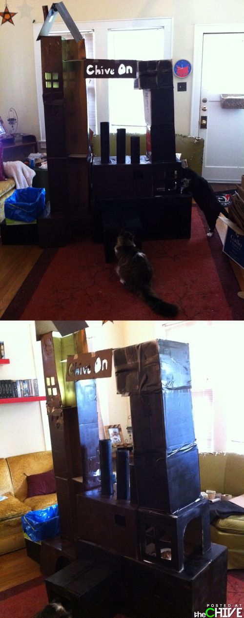 Cat Fort Contest
