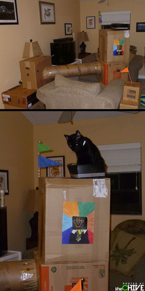 Cat Fort Contest