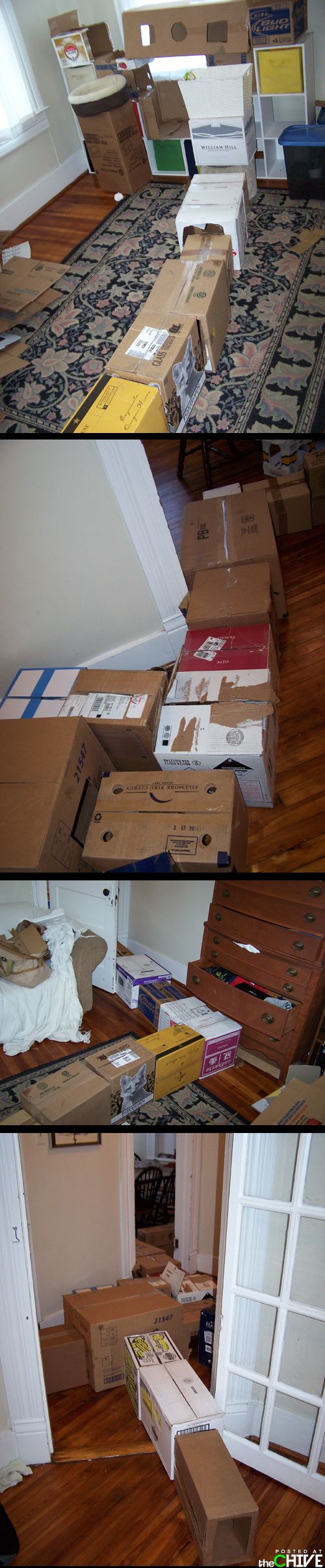 Cat Fort Contest