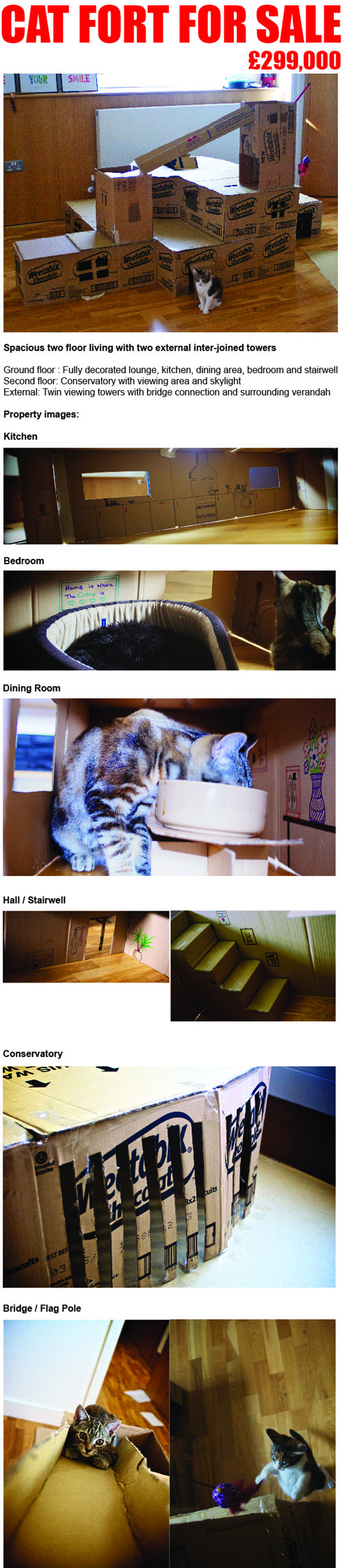 Cat Fort Contest