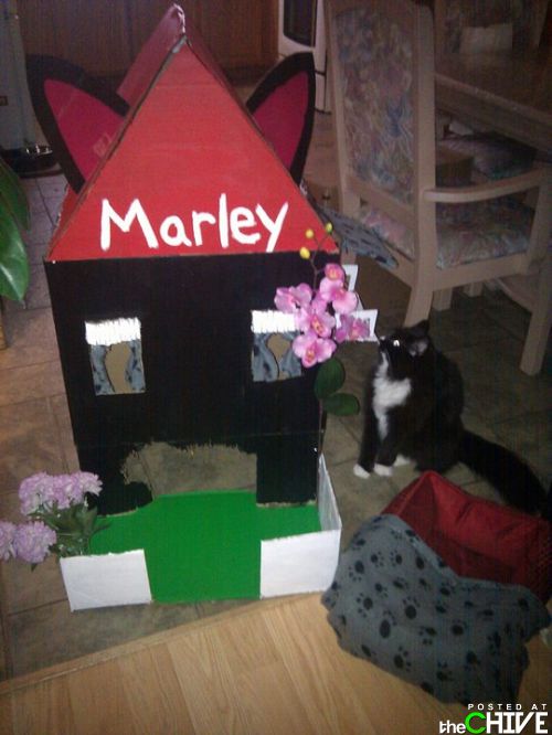 Cat Fort Contest