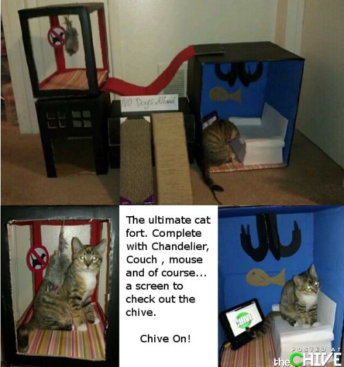 Cat Fort Contest