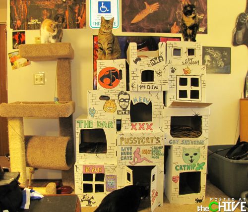 Cat Fort Contest