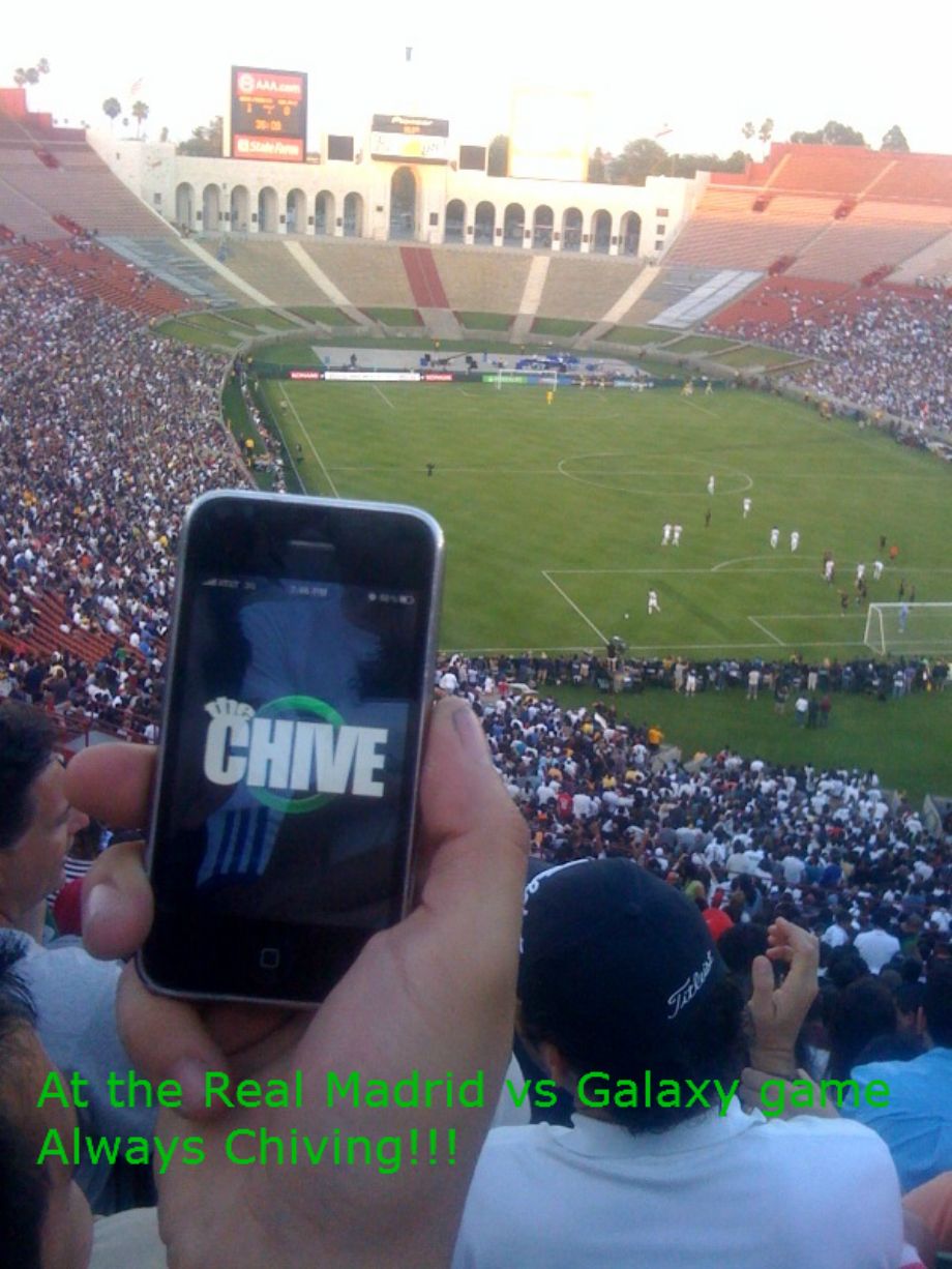 Chive Everywhere (72 Photos)