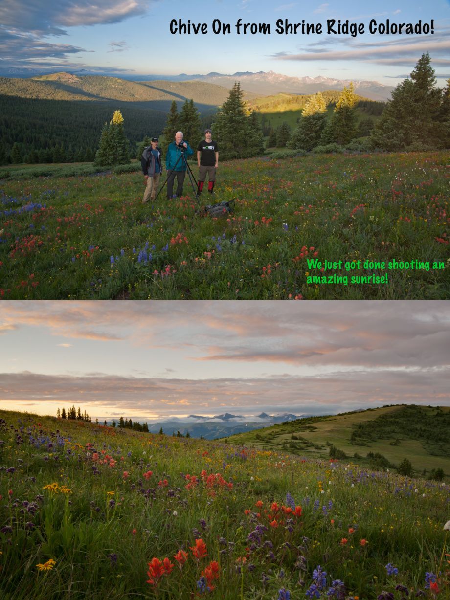 Chive Everywhere (72 Photos)