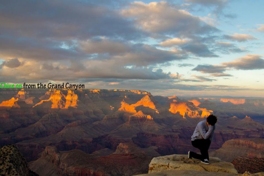 Chive Everywhere (65 HQ Photos)