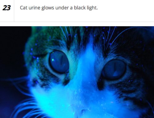 25 Random useless facts you can use to impress your friends