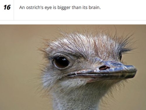 25 Random useless facts you can use to impress your friends