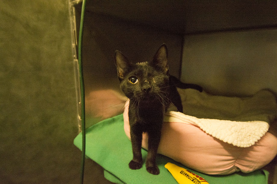 theCHIVE Drops by Austin Animals Alive (53 HQ Photos)