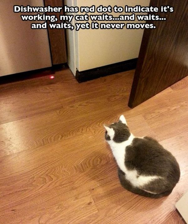 Cat Saturday (12 Photos)