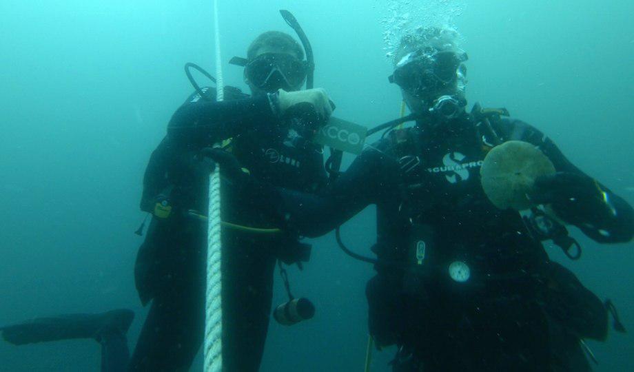 Chive Everywhere (63 HQ Photos)