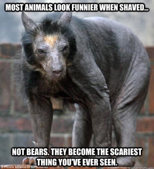 Terrifying animals that you wouldn't expect (17 Photos)