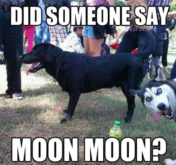 Guy's werewolf name is "Moon Moon" -- internet weighs in (20 Photos)