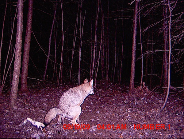 Funny animal pictures caught by trail cameras