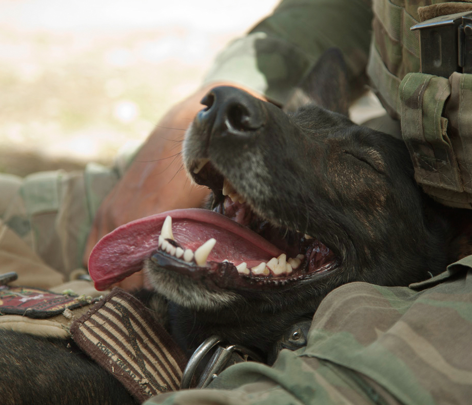 Photos of Military Dogs providing Powerful Inspiration during War