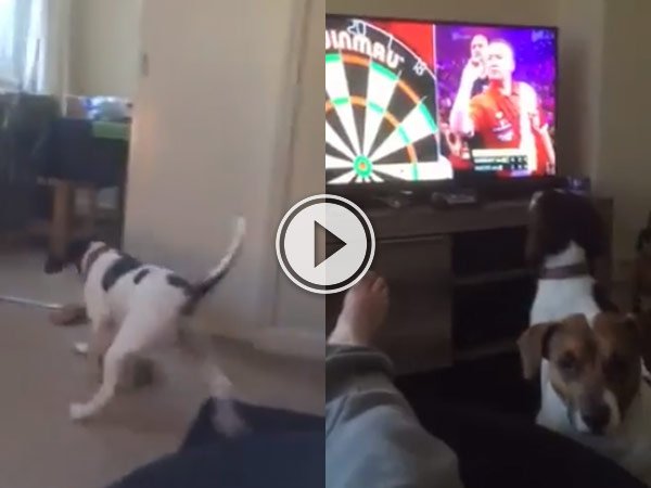 Dog chases darts off the TV (video)