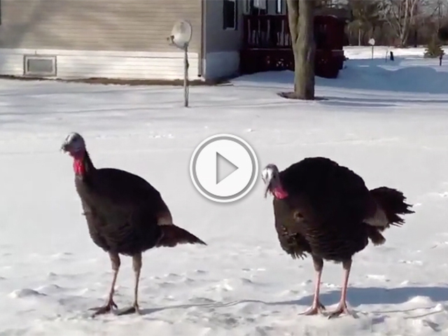 These turkeys take neighborhood watch very seriously