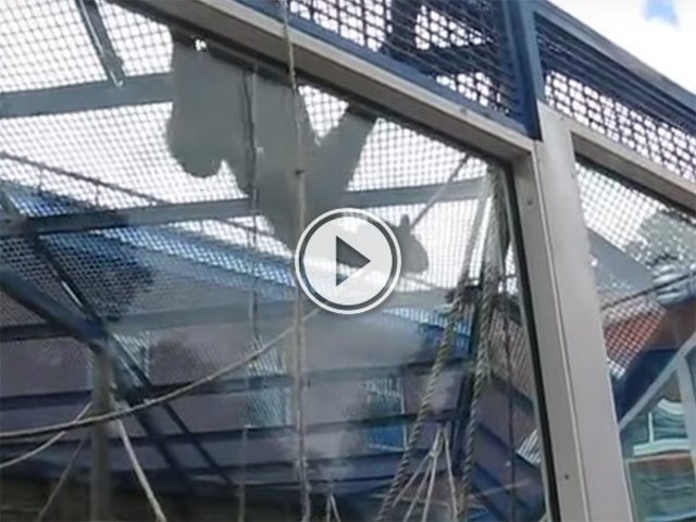 Clever chimp gets banana (Video)