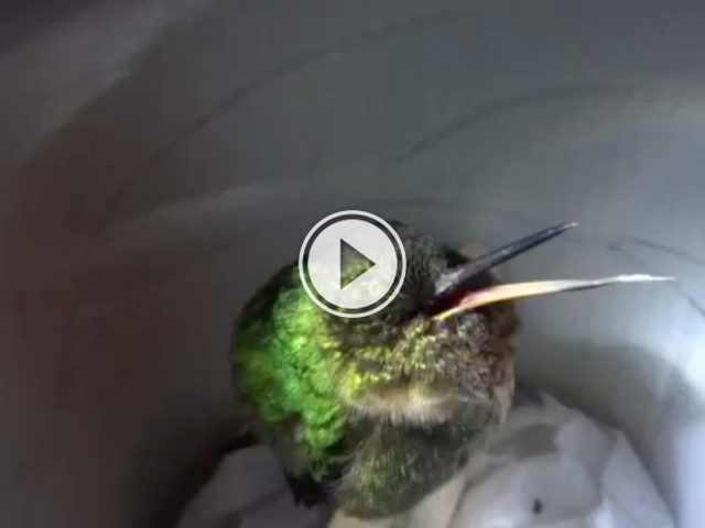 Long day? Let a snoring hummingbird help out