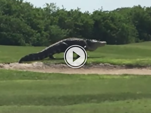 15 foot alligator spotted on golf course