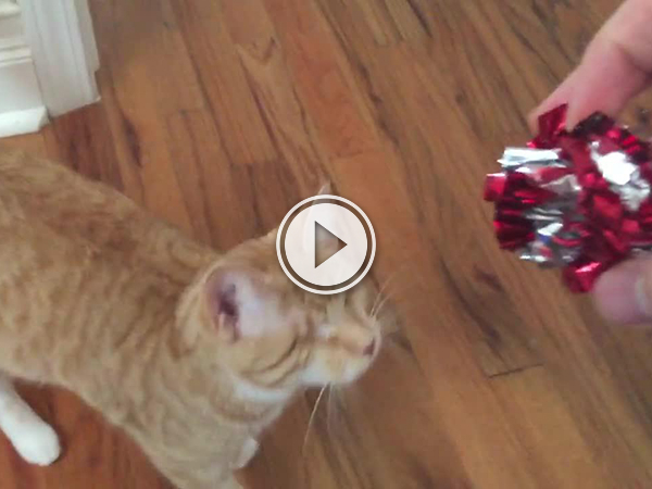 Cat born without eyes loves to play fetch (Video)