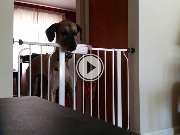 Baby gates can't hold back this Great Dane (Video)