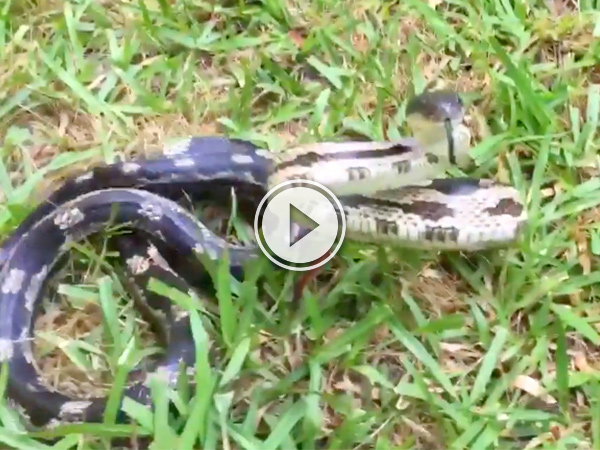 "Hey mister snake, are you a bad snake?"