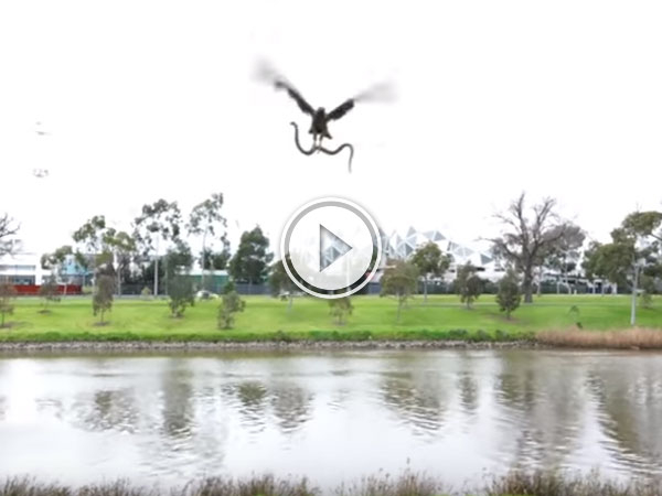 Hawk drop snake on family bbq (Video)