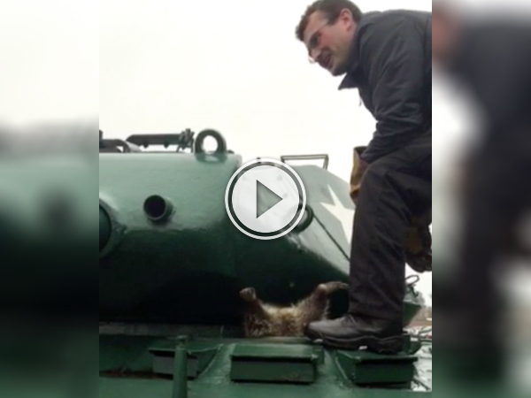 Raccoon gets stuck in tank (Video)