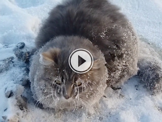Heroic couple springs to action to save a frozen kitty