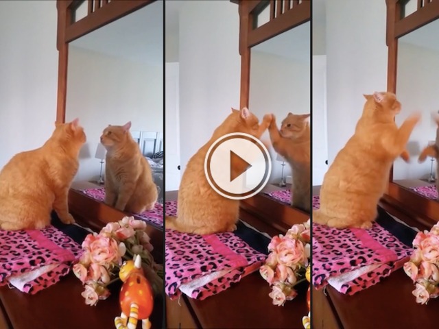 In a battle of cat vs mirror cat, who will be victorious? (Video)