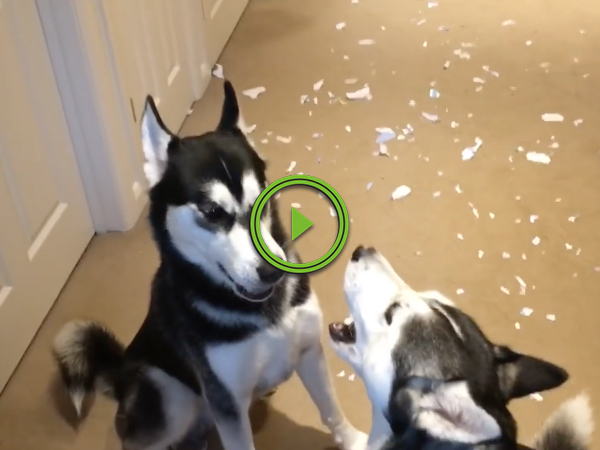 Two dogs argue over who made the mess (Video)