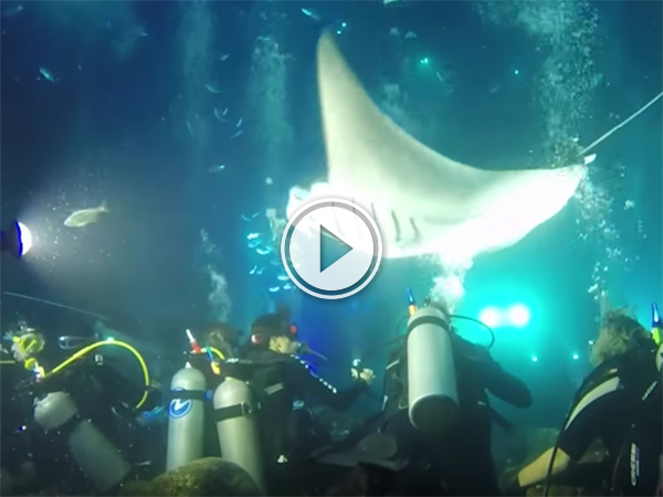 Divers witness a beautiful manta ray dance