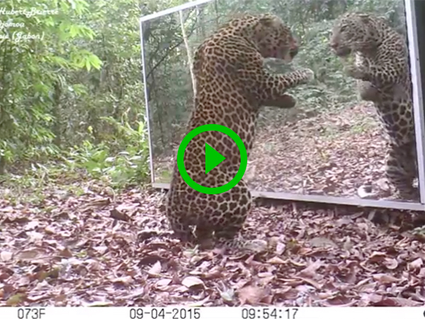 Wild leopard and elephant see their reflections for the first time