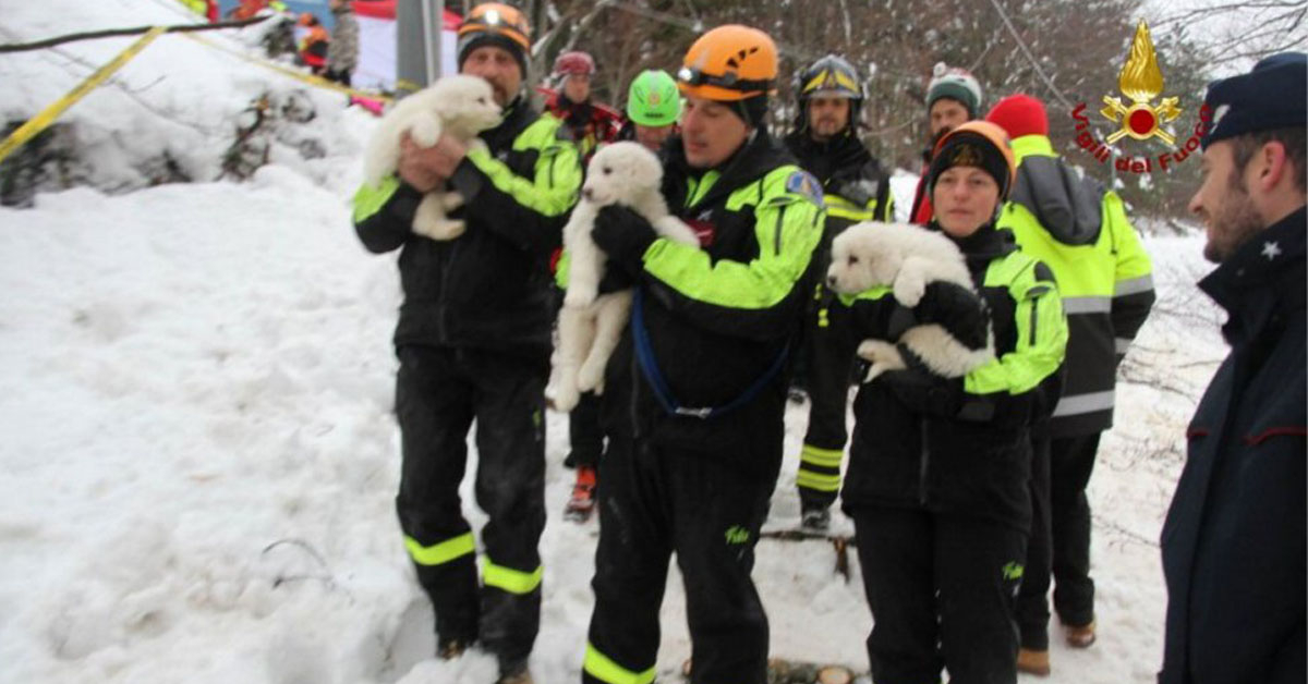Trapped puppies rescued from avalanche after 5 days (17 Photos)