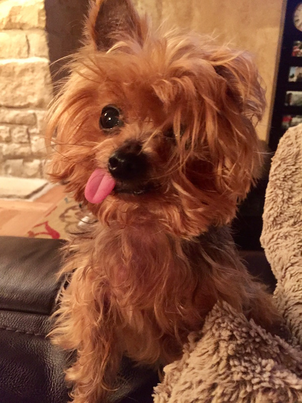 Here are the best 'Derpy Pet' photos you submitted to iCHIVE!