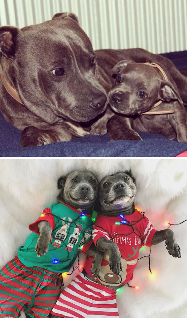 Before and after of animals growing up together (28 Photos)