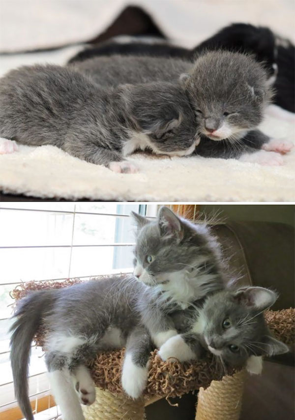 Before and after of animals growing up together (28 Photos)