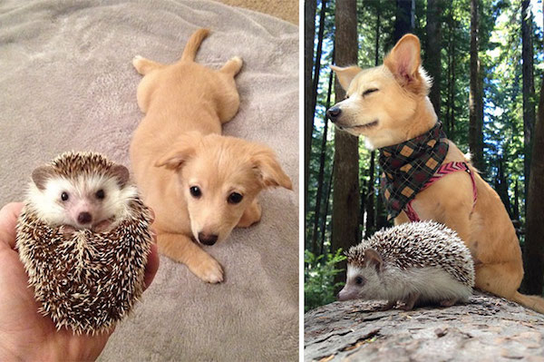 Before and after of animals growing up together (28 Photos)