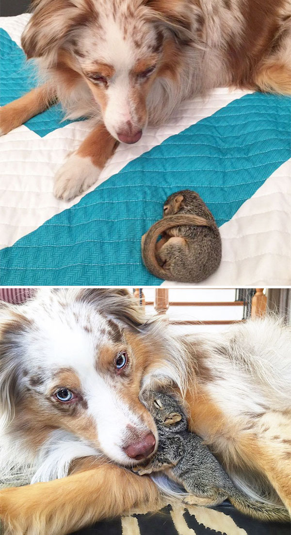 Before and after of animals growing up together (28 Photos)