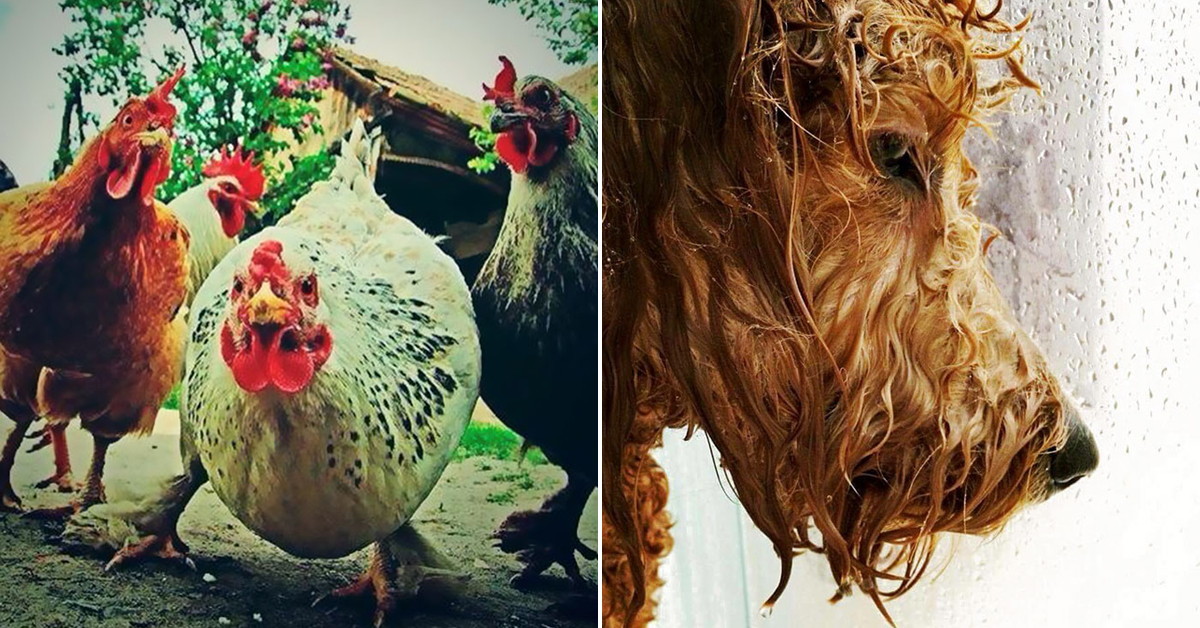 Animals dropping the hottest new album