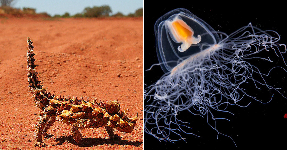 Amazing creatures from around the world