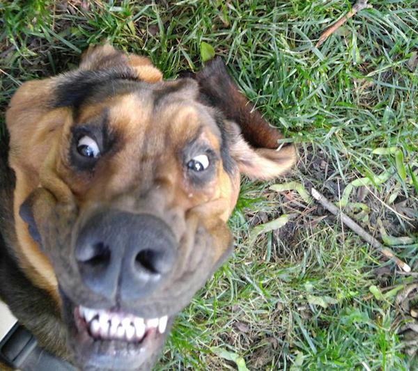 Here are the best 'Derpy Pet' photos you submitted to iCHIVE!