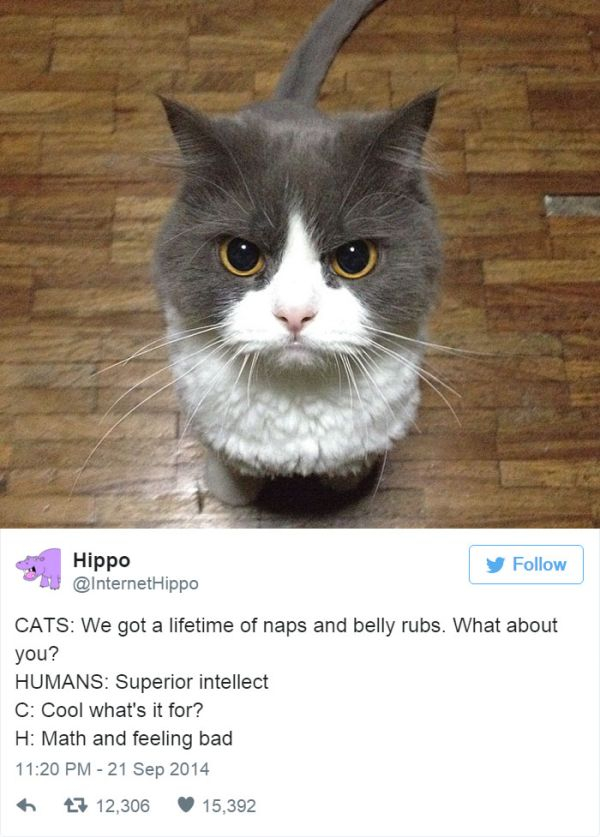 Funny Cat Tweets (23 Photos)