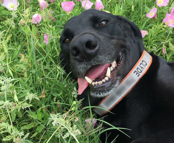 Here are the best 'Derpy Pet' photos you submitted to iCHIVE!